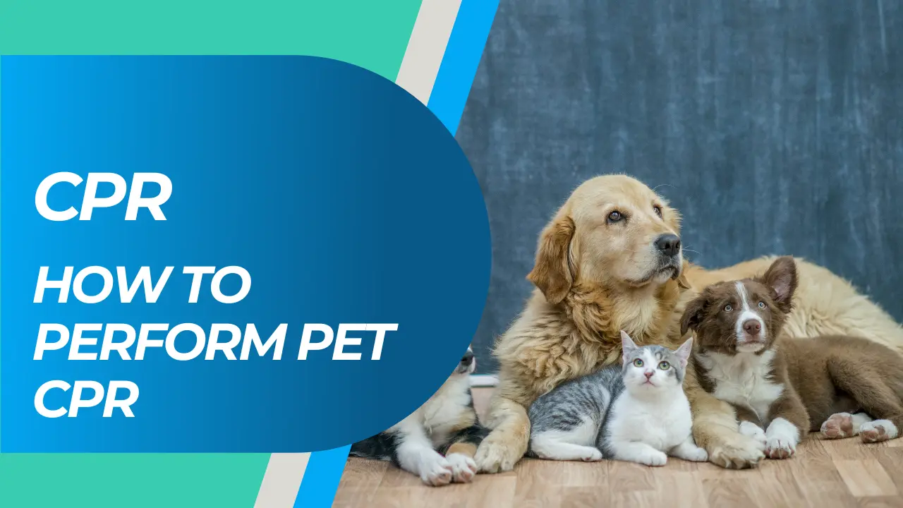 Pet CPR: How to Perform Life-Saving Resuscitation for Cats and Dogs Pet CPR: How to Perform Life-Saving Resuscitation for Cats and Dogs